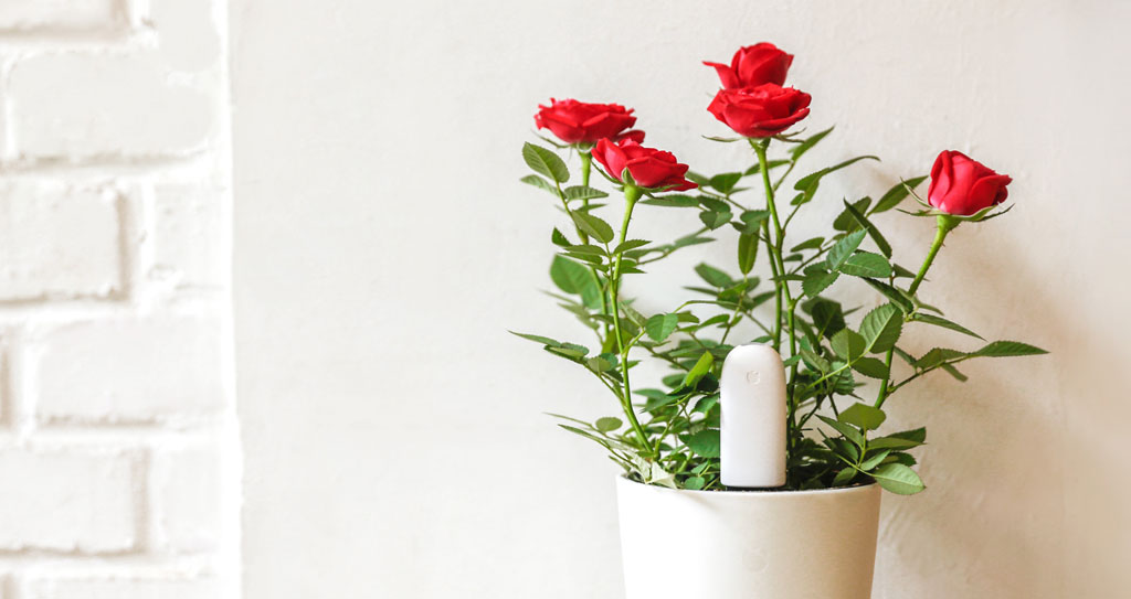 ¿Poco alcance de Mi Flora para usar en Home Assistant? Xiaomi Mi Flora ...